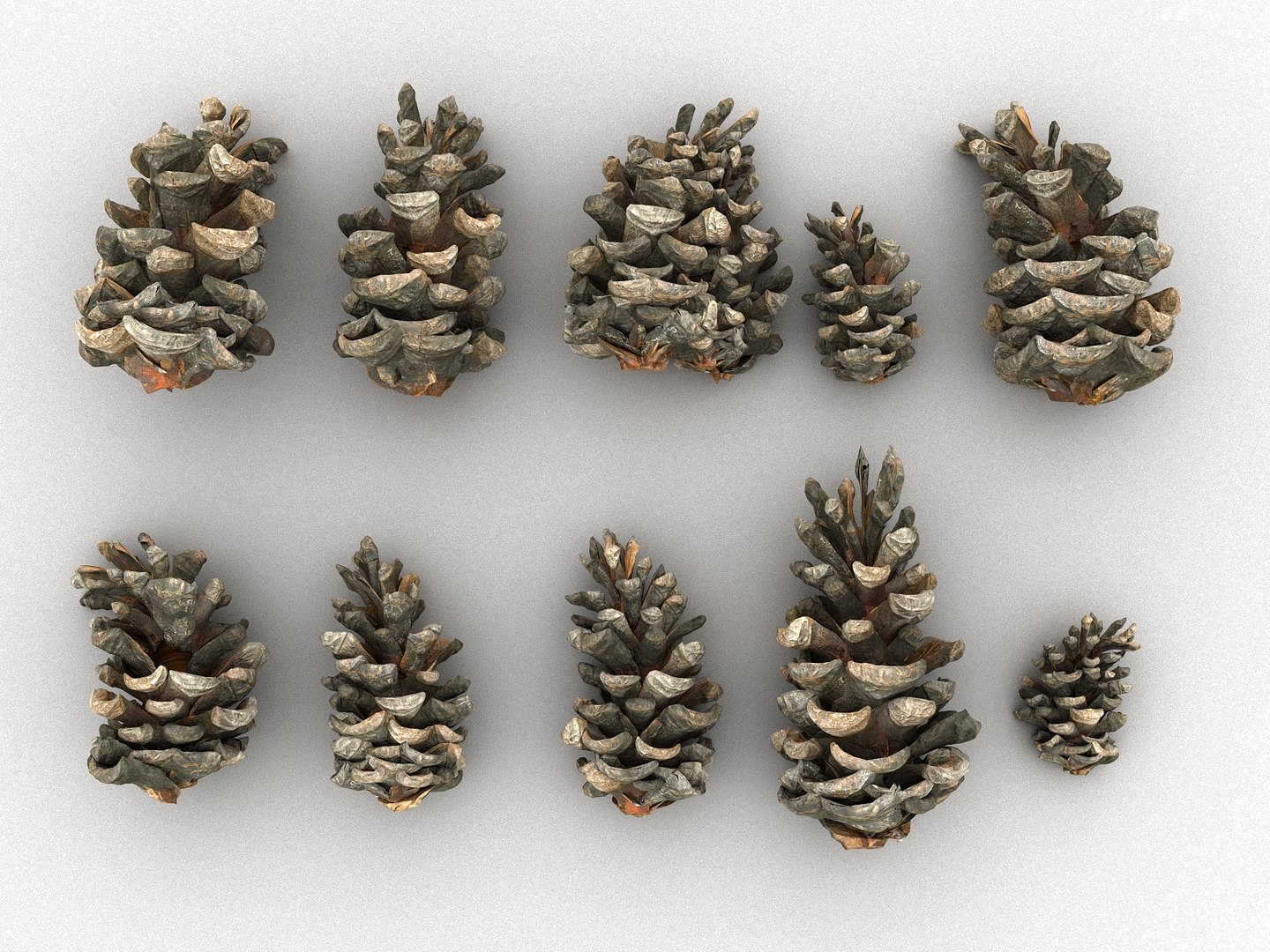 Conifer Cone Pack 10 Model - TurboSquid 1318657