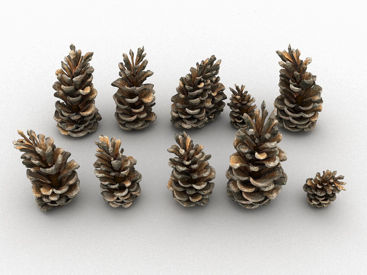 Conifer Cone Pack 10 Model - TurboSquid 1318657