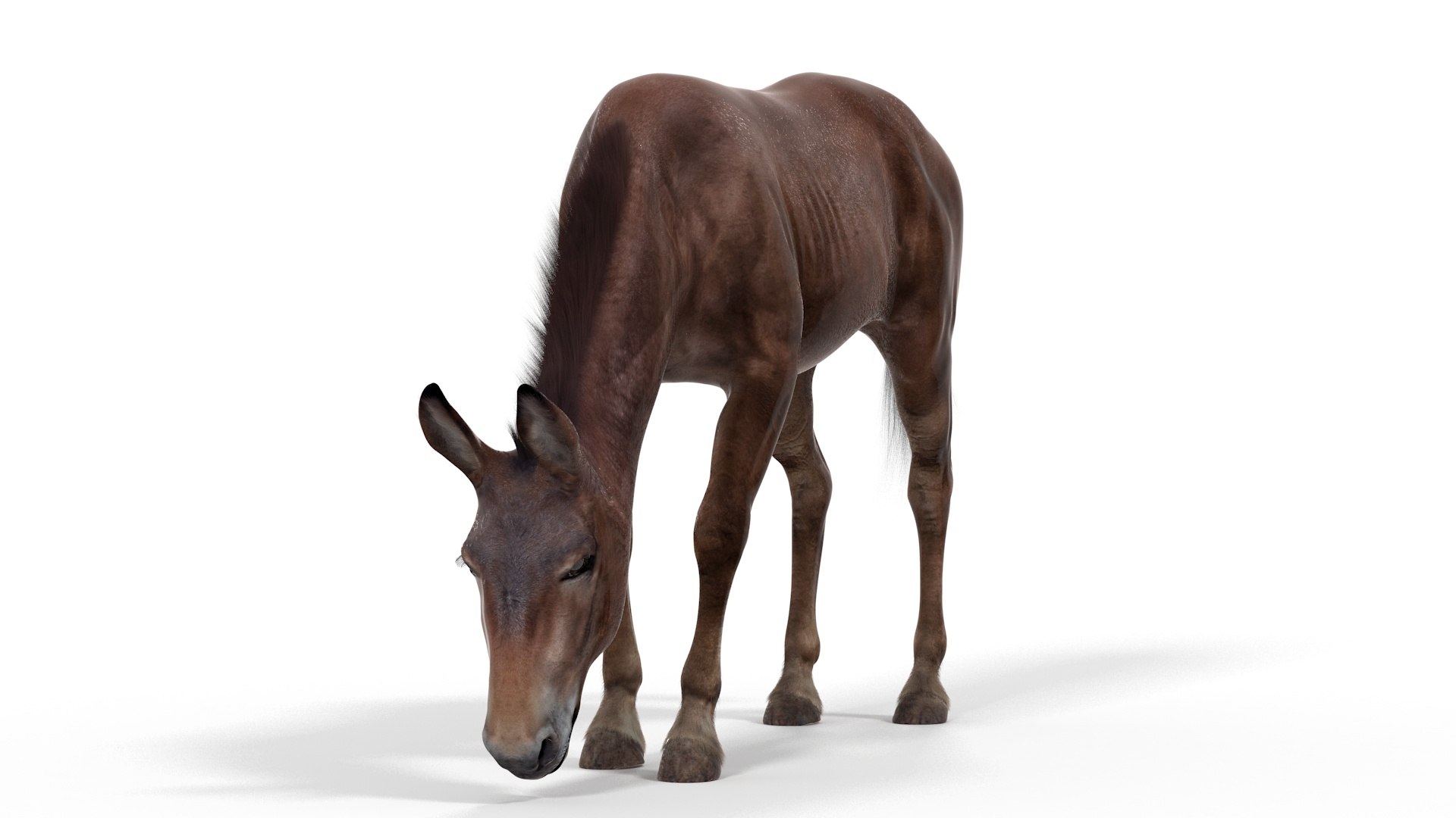 Eating Mule Dark Fur 3D - TurboSquid 2280761