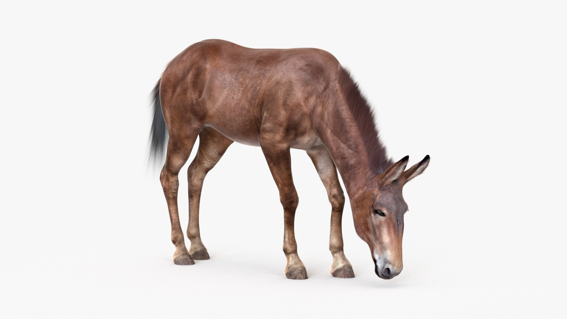 Eating Mule Dark Fur 3D - TurboSquid 2280761