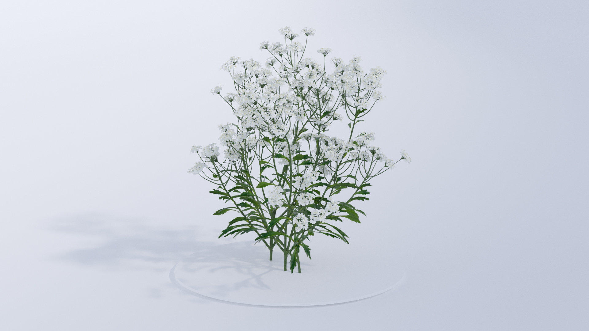 3D Iberis Amara - Herb - TurboSquid 1941144