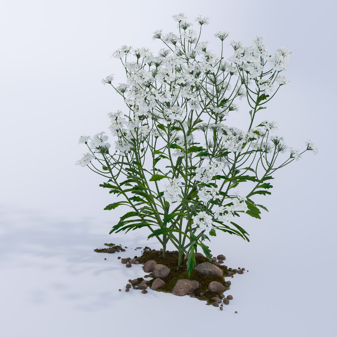 3D Iberis Amara - Herb - TurboSquid 1941144