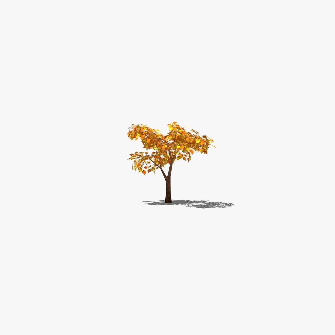 Autumn Orange Leaf Tree 3d Model