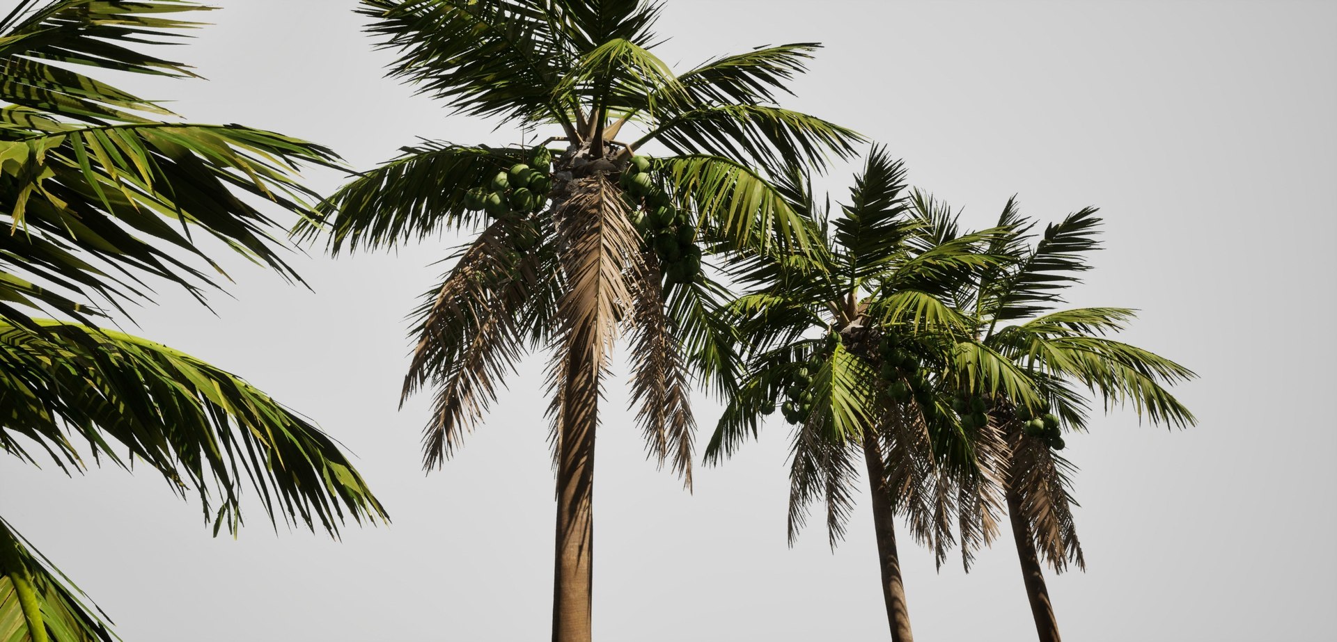 Palm Tree 3D Models 3D Model - TurboSquid 2213030