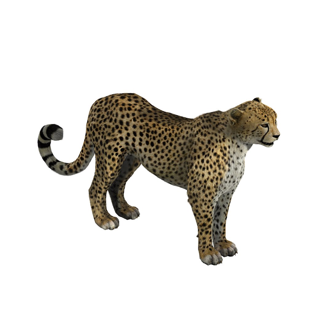 Maya African Animals Vol 2