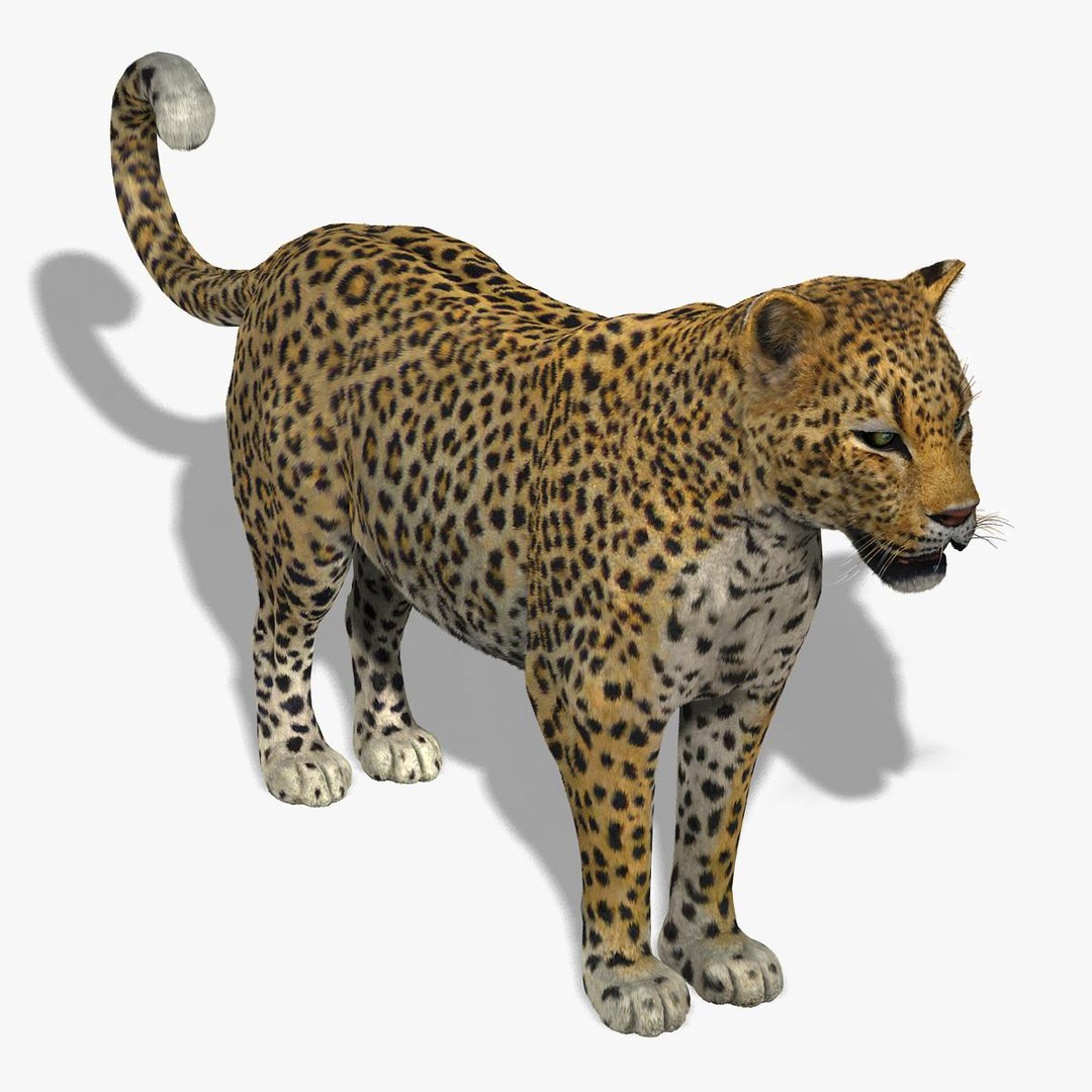 Maya African Animals Vol 2