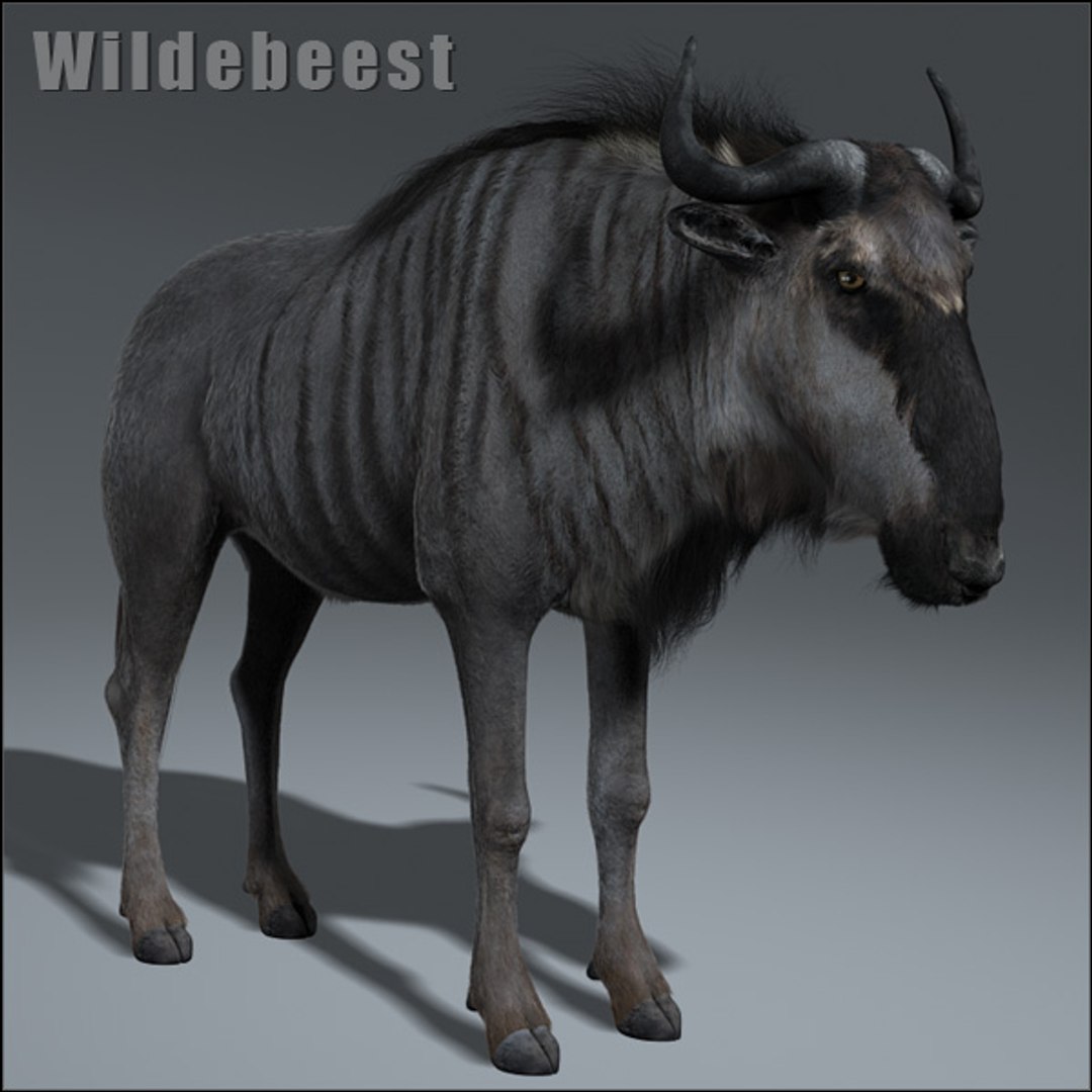 Maya African Animals Vol 2