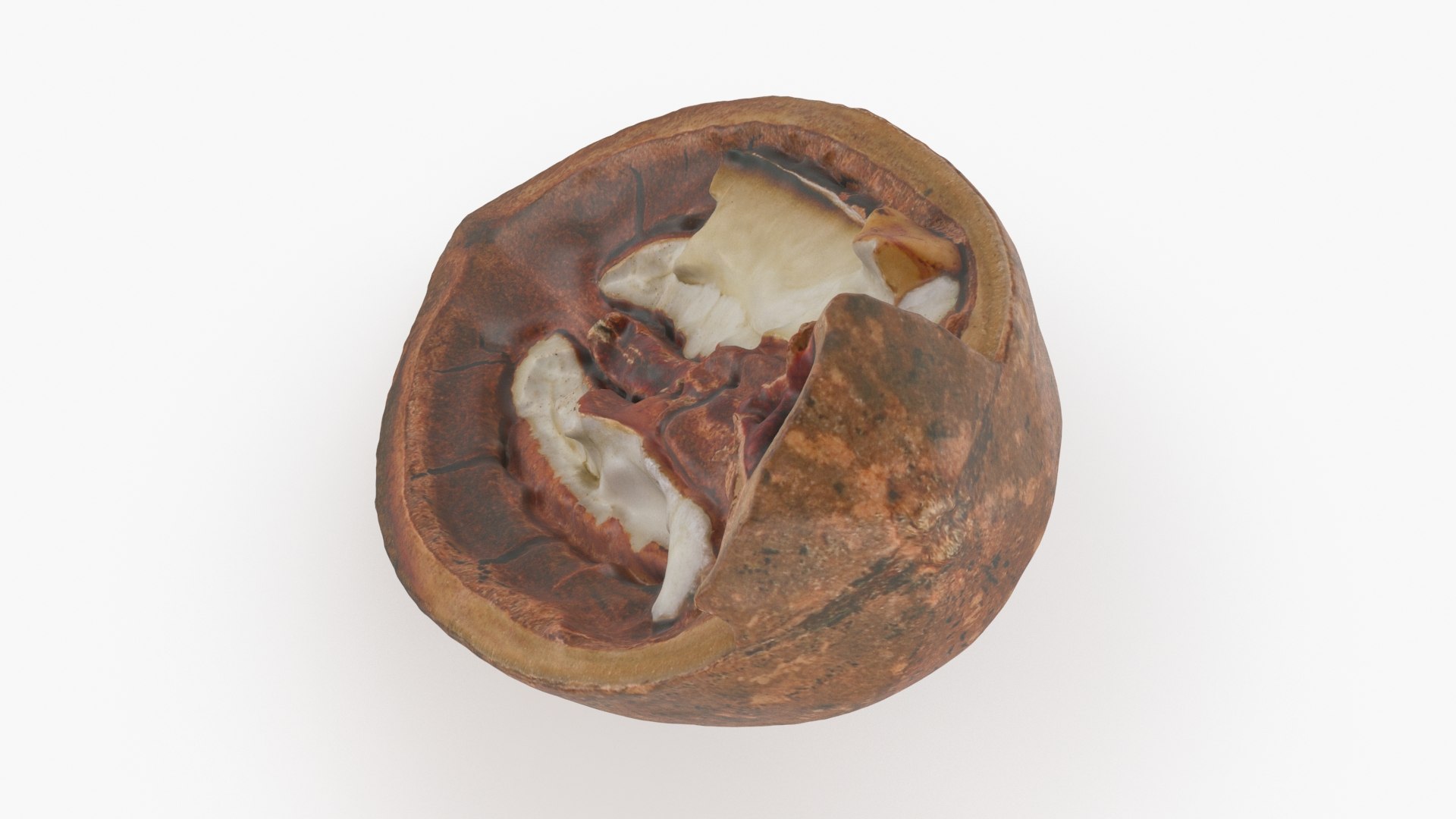 3D Pecan Nut Shell Open 02 - TurboSquid 2023934