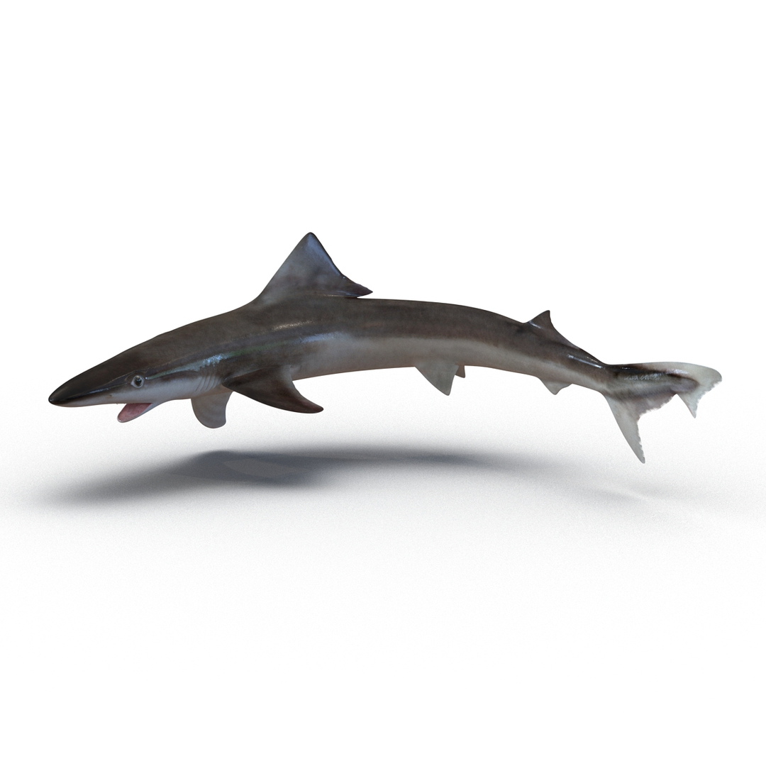 School Shark Pose 2 3d 3ds