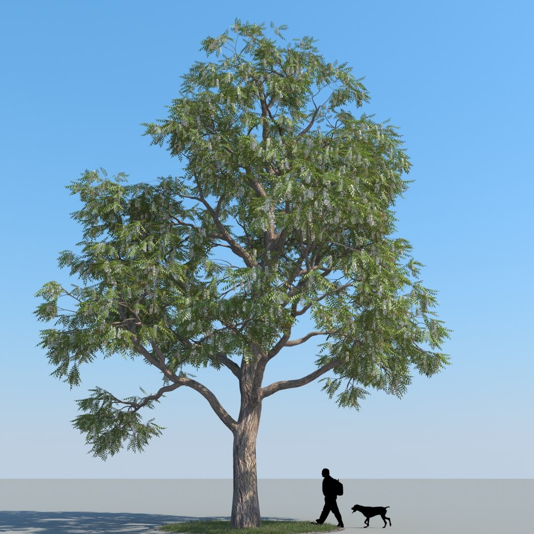 realistic robinia trees max