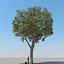 Realistic Robinia Trees Max