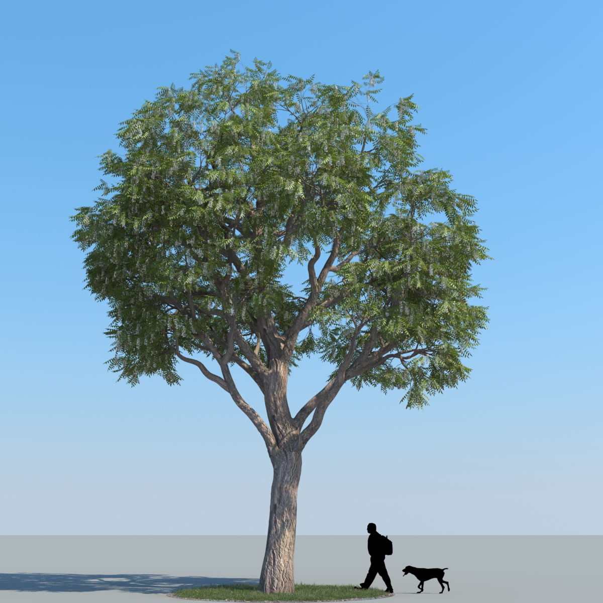 realistic robinia trees max