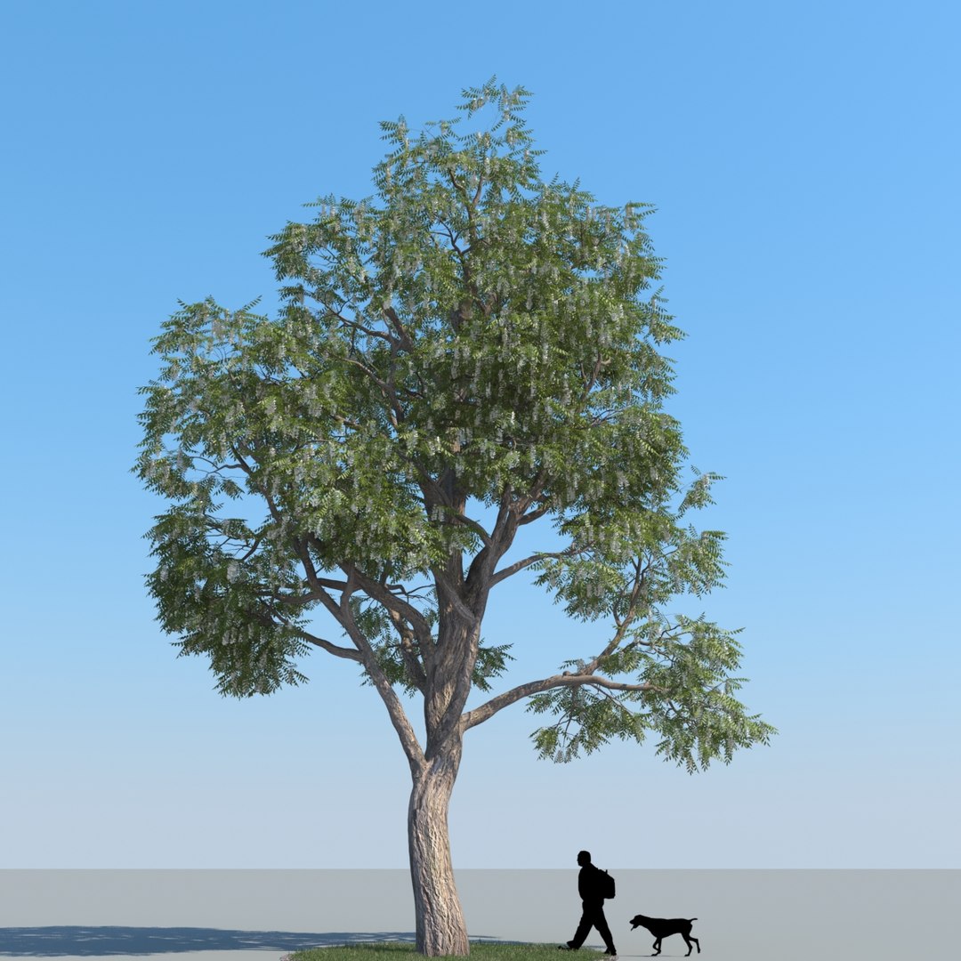 realistic robinia trees max