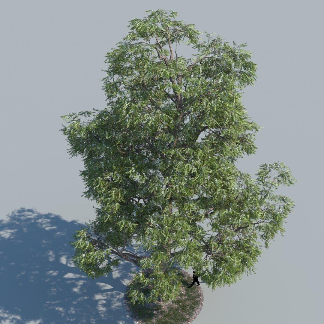 realistic robinia trees max