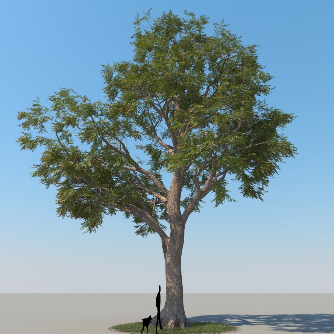 realistic robinia trees max