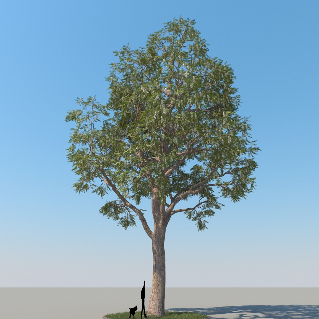 realistic robinia trees max