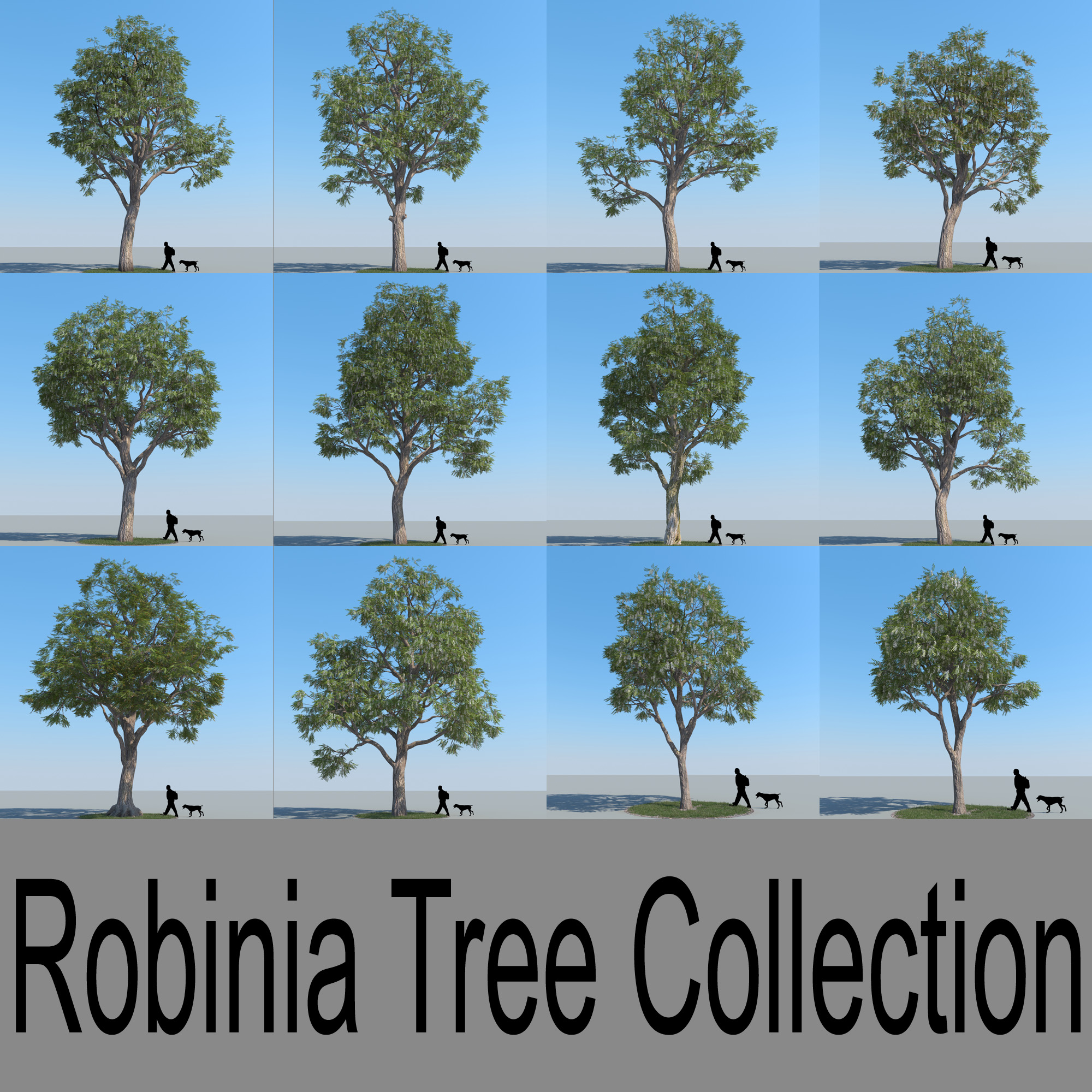 realistic robinia trees max