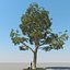 Realistic Robinia Trees Max