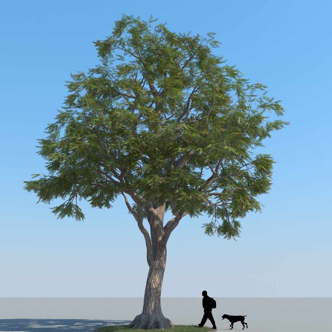 realistic robinia trees max