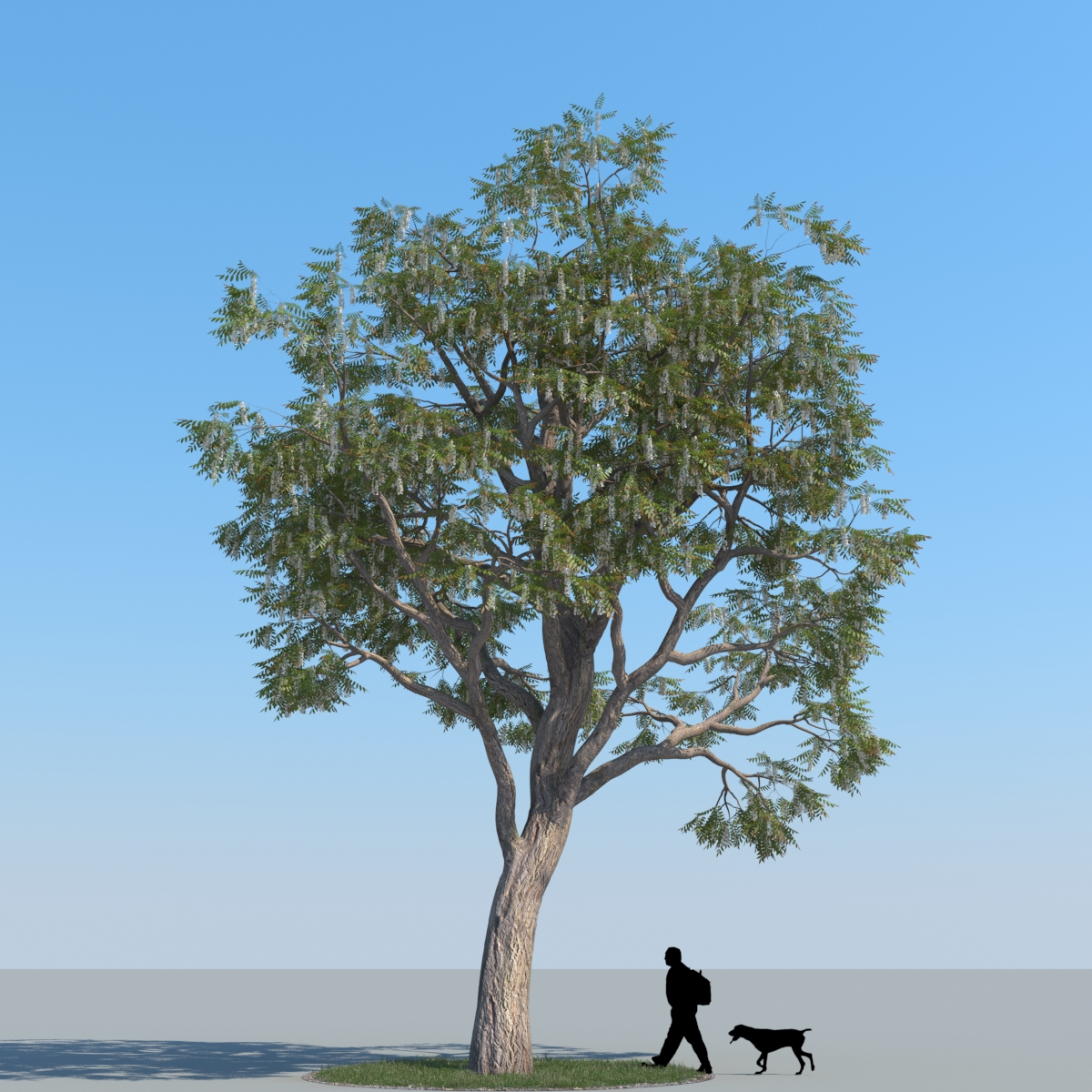realistic robinia trees max