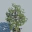 Realistic Robinia Trees Max