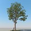 Realistic Robinia Trees Max
