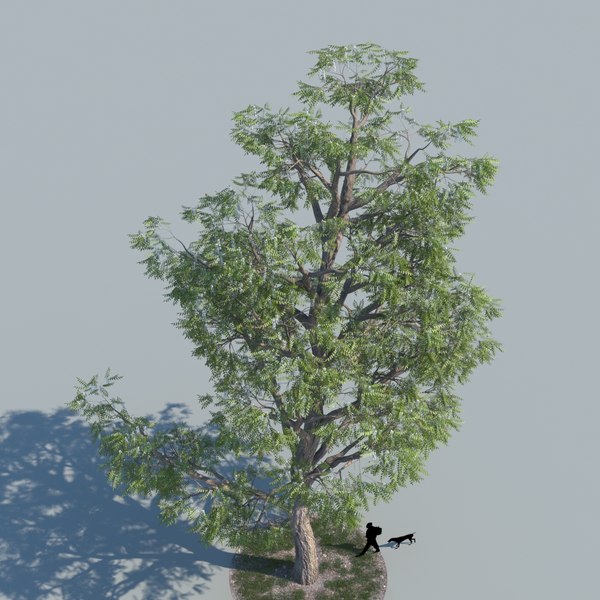 realistic robinia trees max