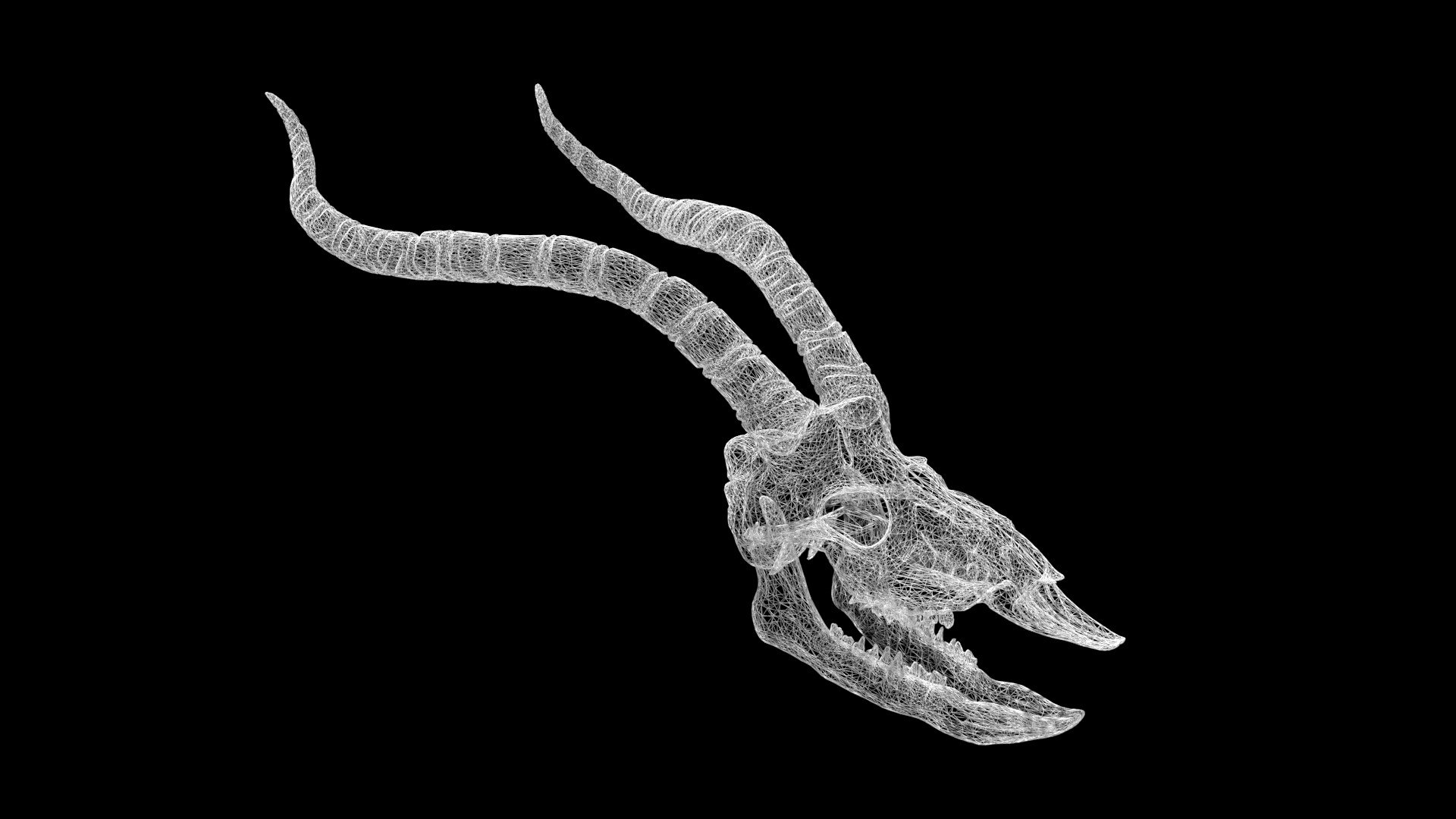 Antelope Skull 3D Model - TurboSquid 1880834