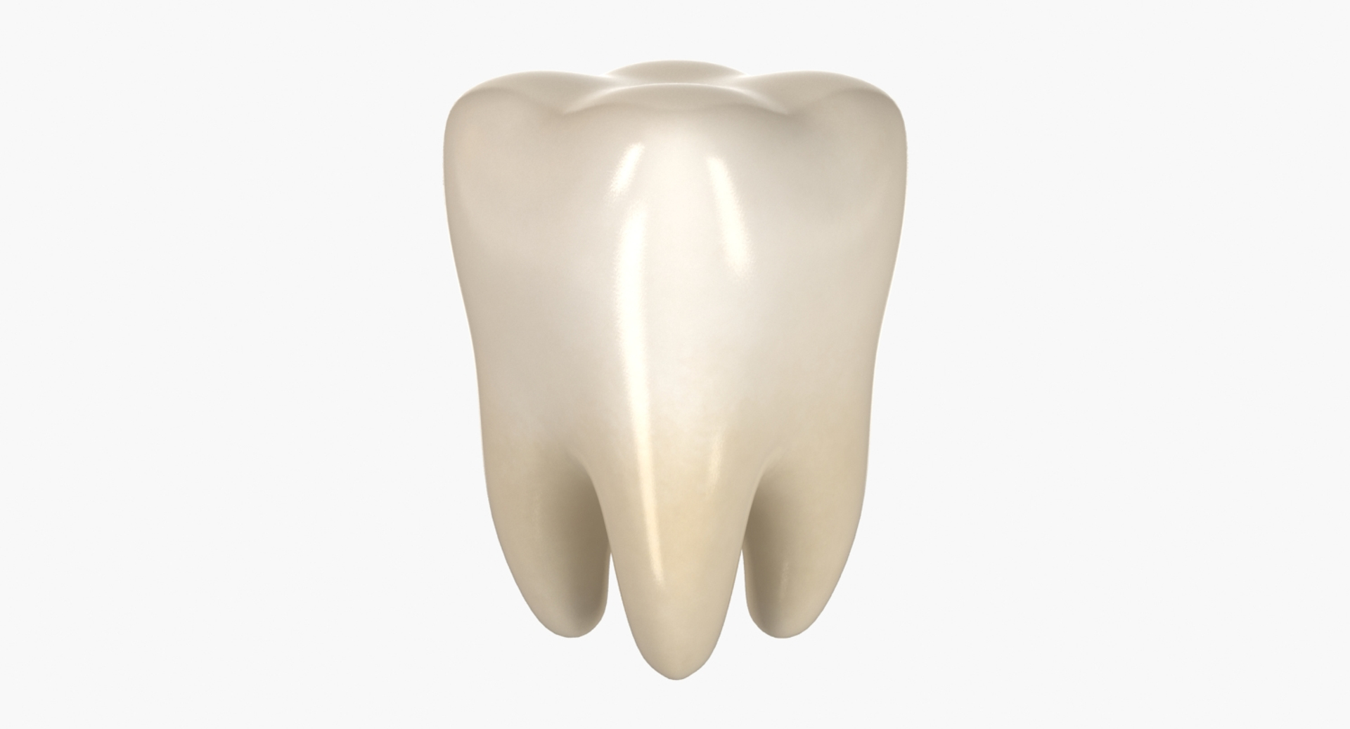 Teeth 3d Model