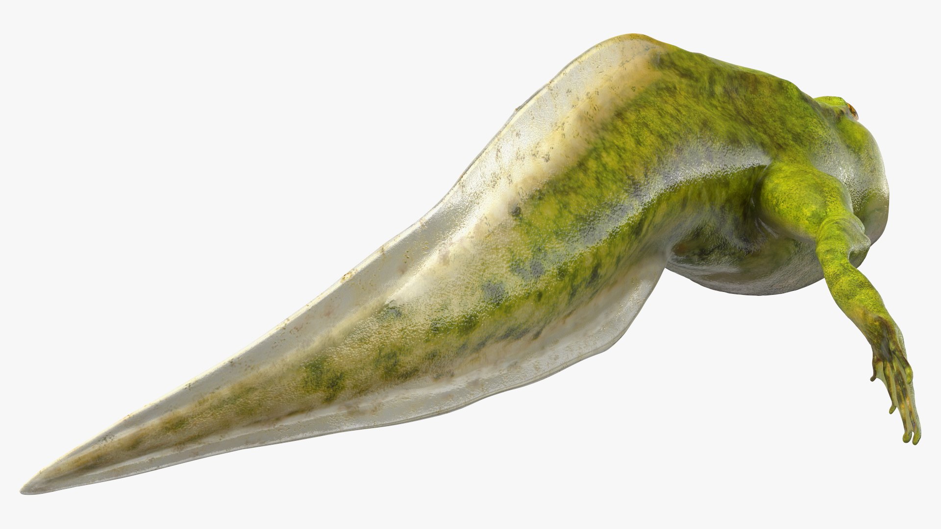 3D Tadpole Late Stage - TurboSquid 1719505