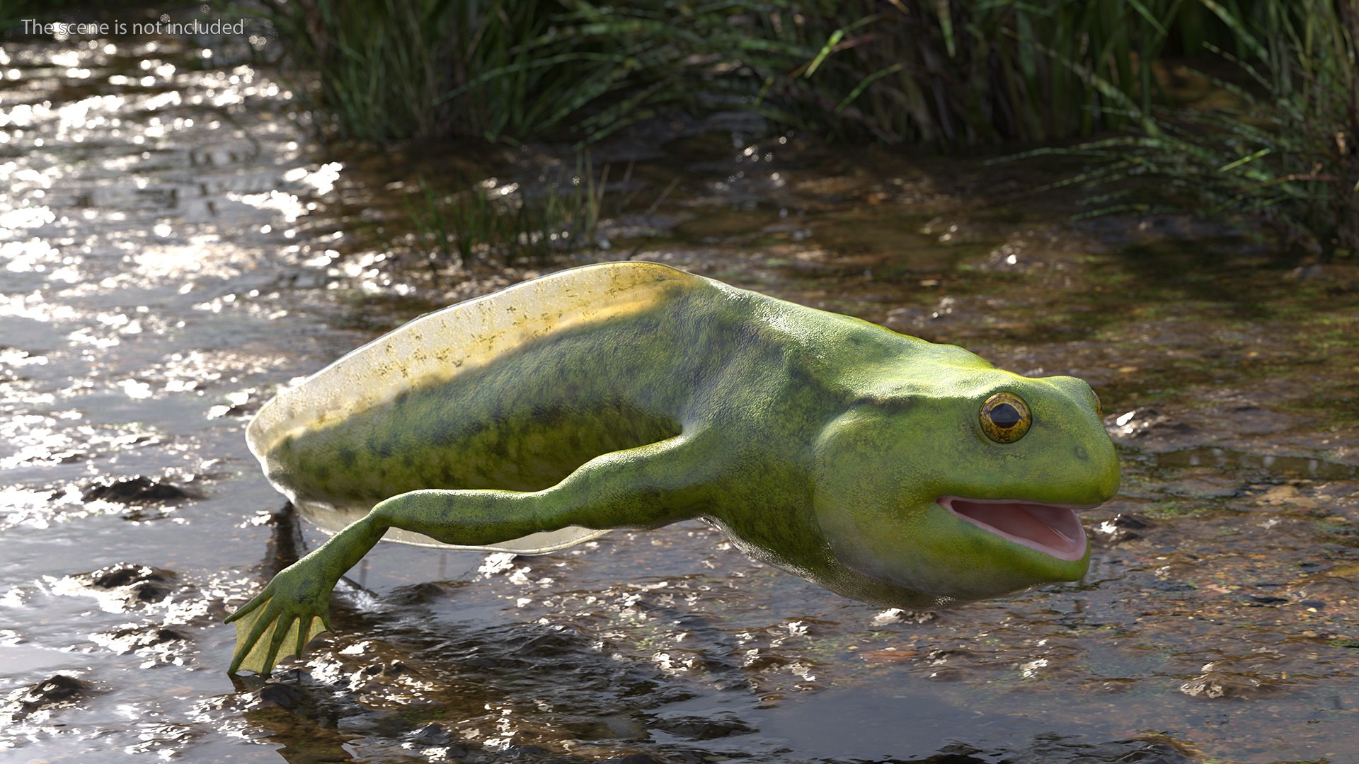 3D Tadpole Late Stage - TurboSquid 1719505