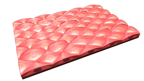 muscle tissue 3d model