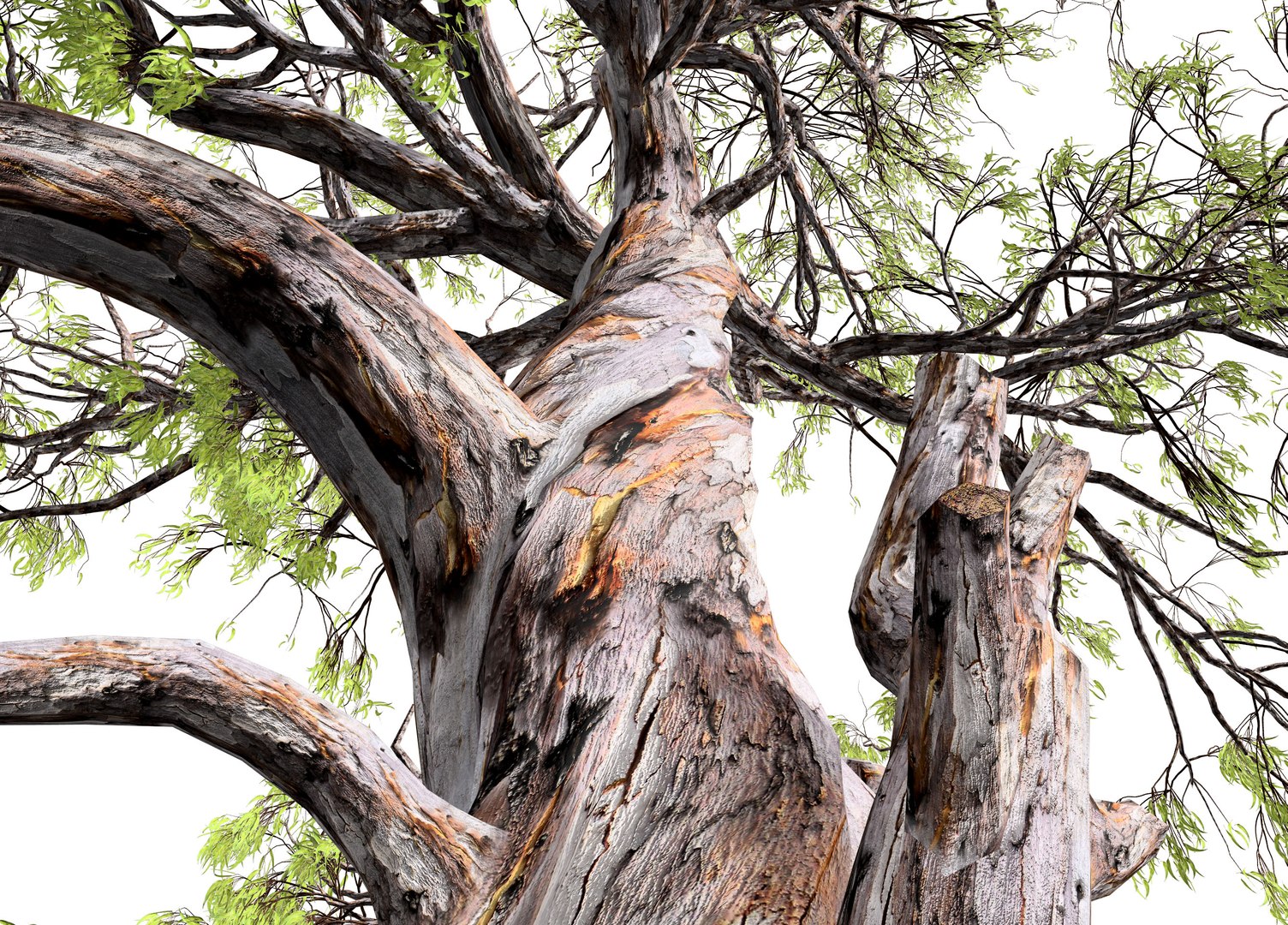 Realistic Gum Trees 3D Pack with Seasonal Leaf Variations 3D model ...