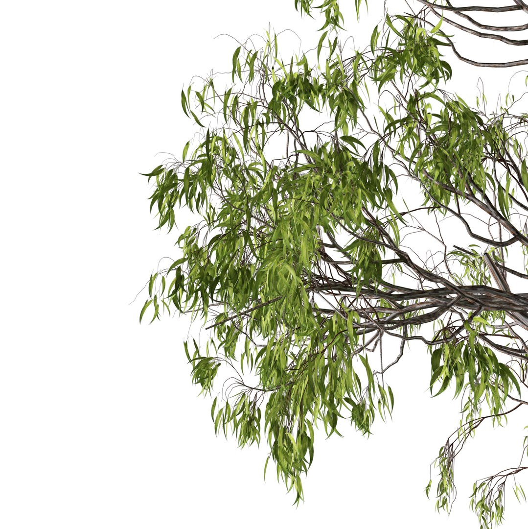 Realistic Gum Trees 3D Pack with Seasonal Leaf Variations 3D model ...