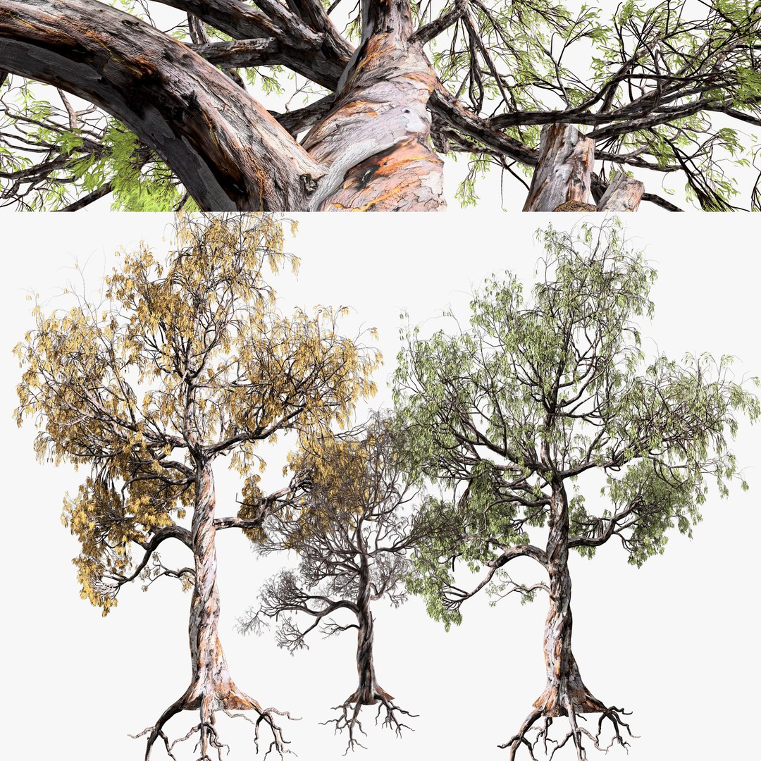 Realistic Gum Trees 3D Pack with Seasonal Leaf Variations 3D model ...