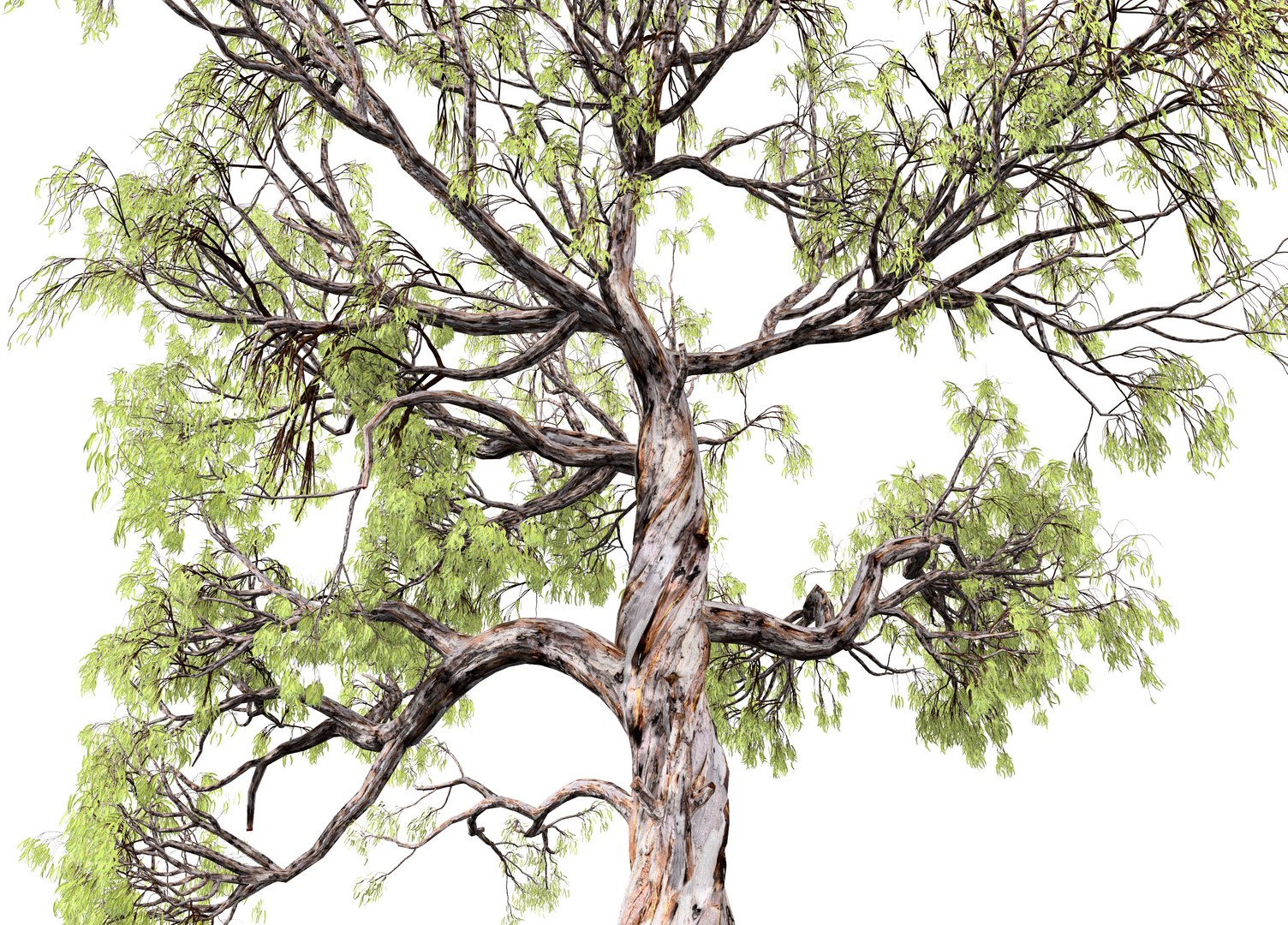 Realistic Gum Trees 3D Pack with Seasonal Leaf Variations 3D model ...