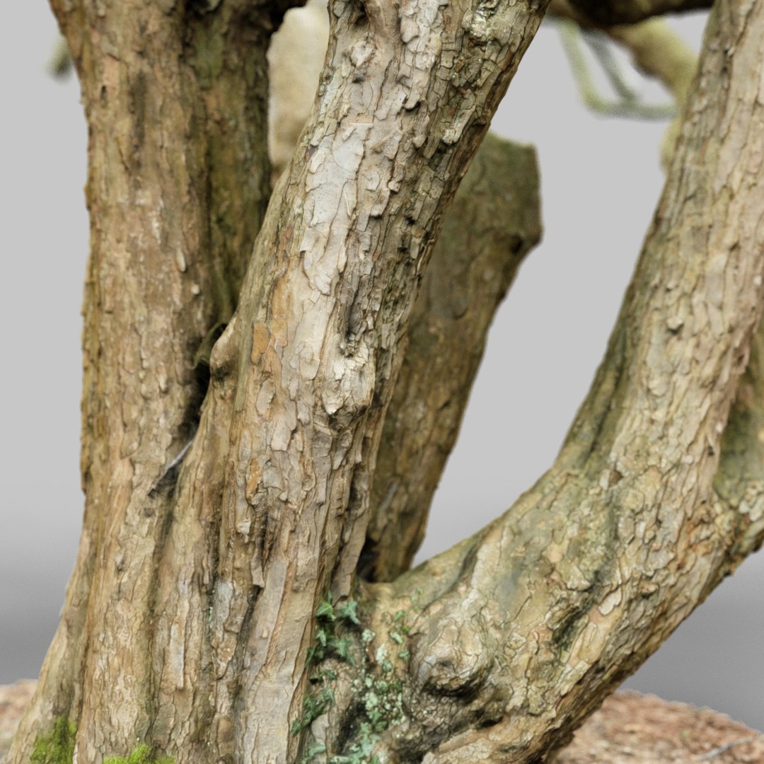 3d Environment Asset Model