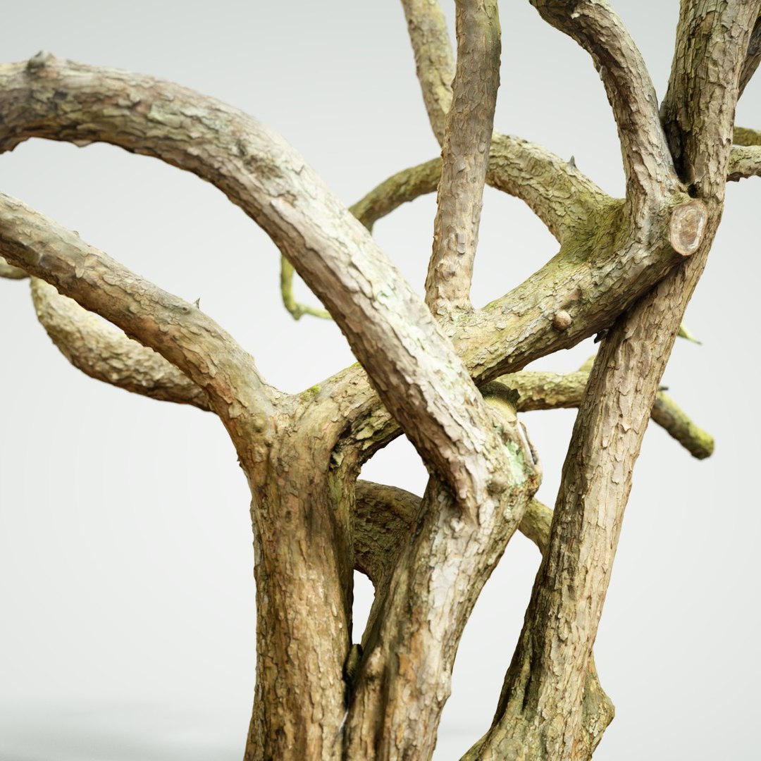 3d Environment Asset Model