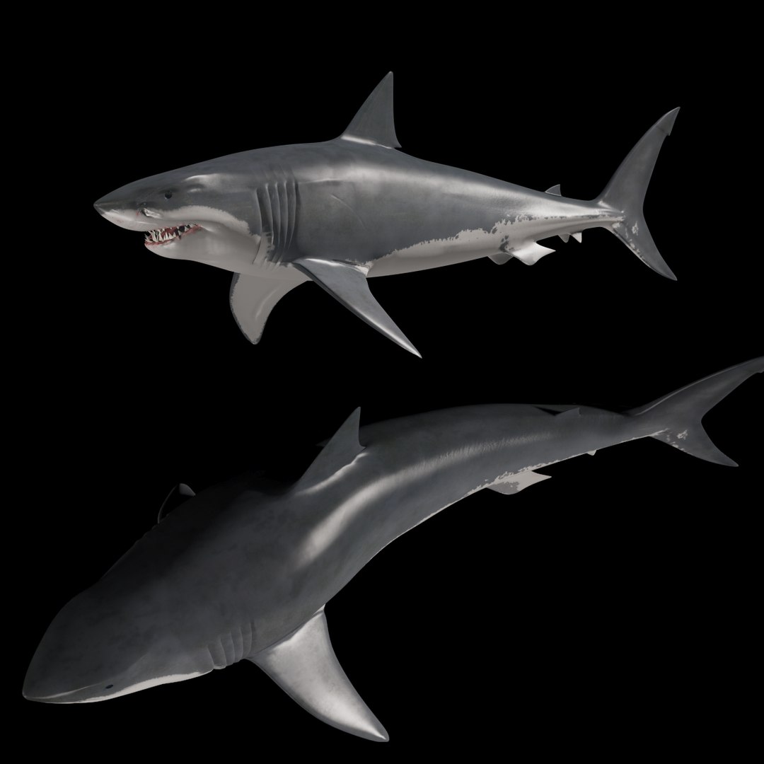3D Realistic Great White Shark - TurboSquid 1392169