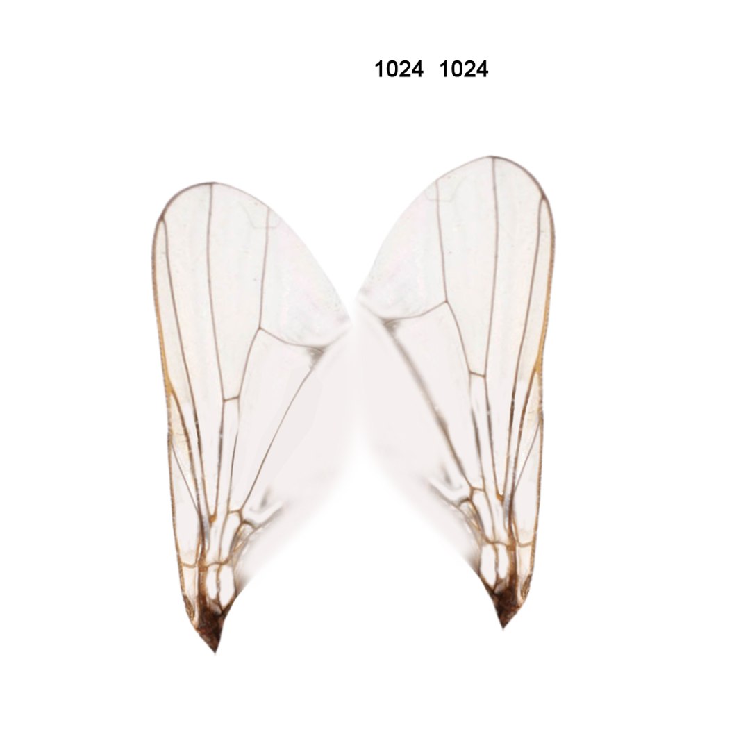 3d model housefly fly