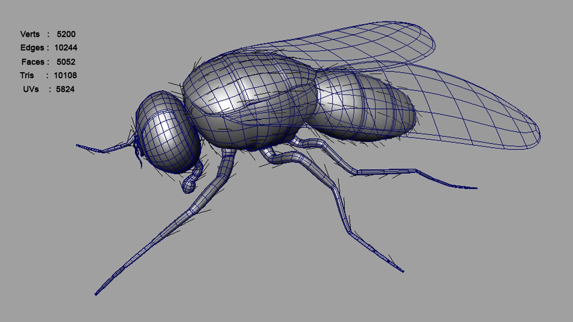 3d model housefly fly
