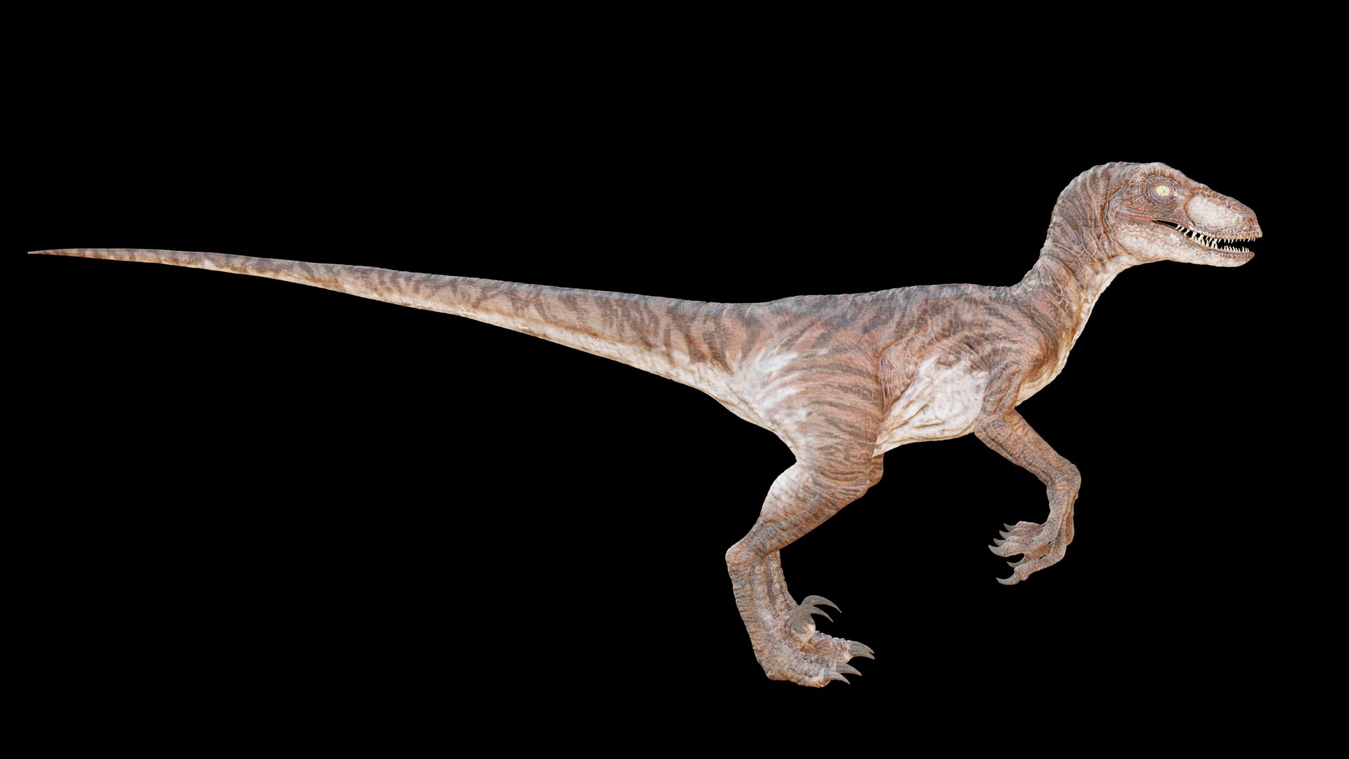 Realistic Raptor 3D Model - TurboSquid 1245365
