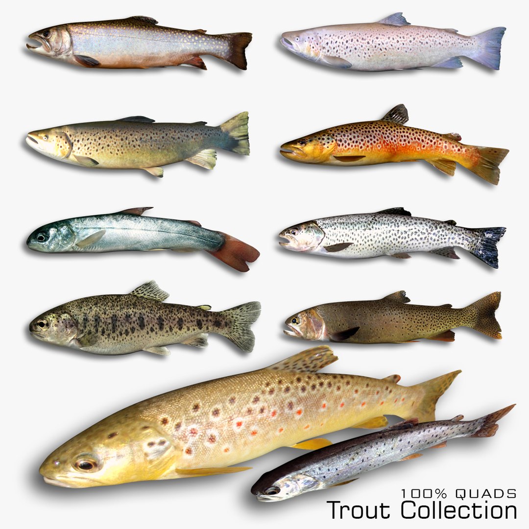 Trout Collection 3D - TurboSquid 1810793
