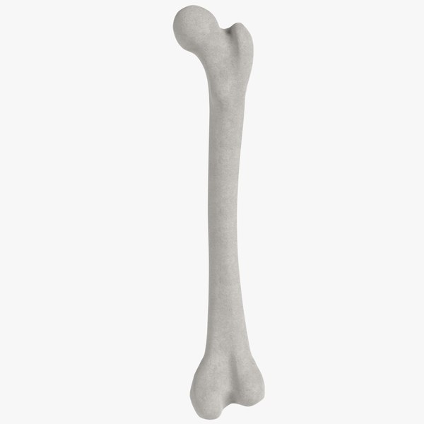 anatomy - human femur 3d model