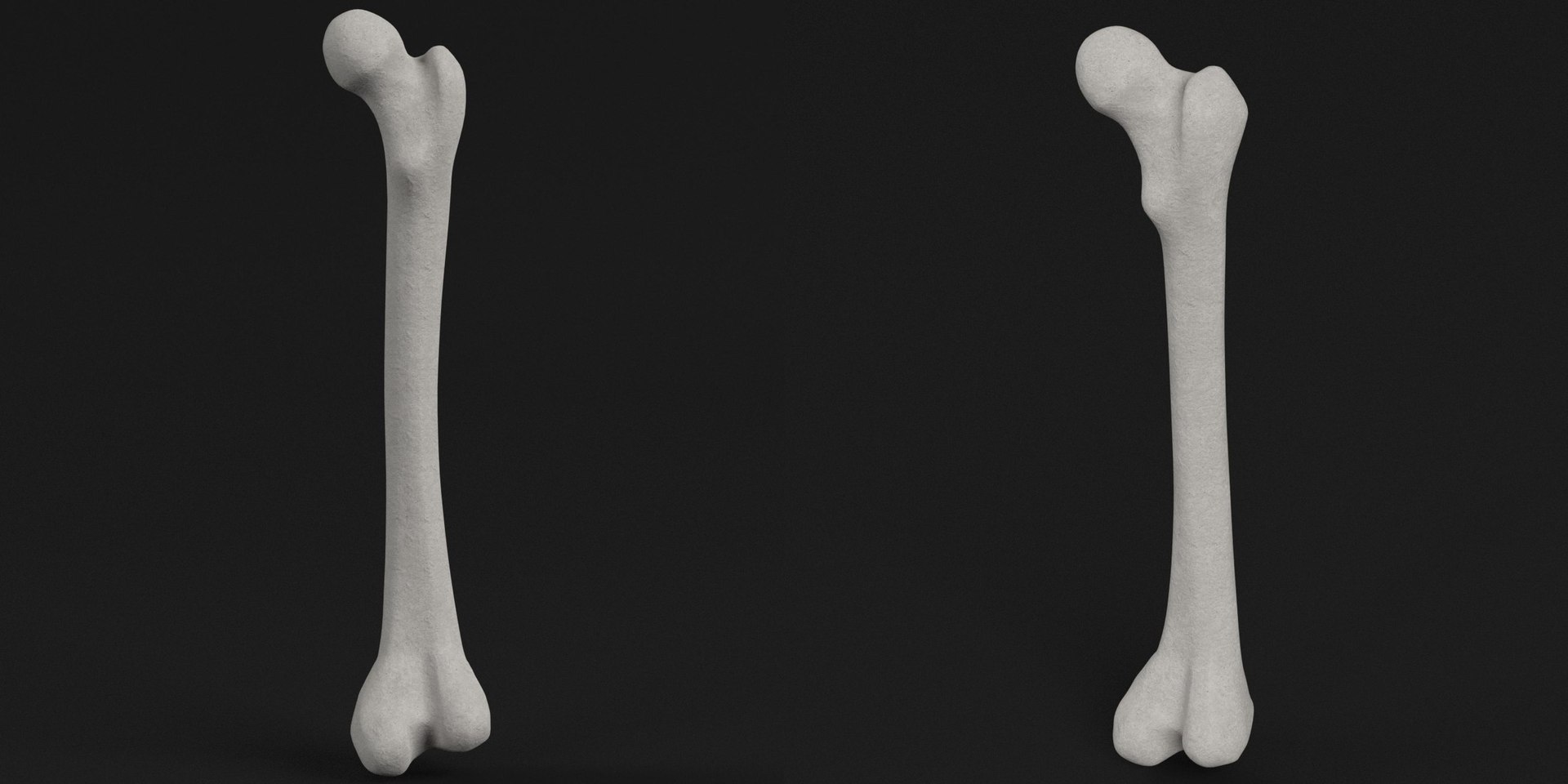 Human Femur 2 3D Model - TurboSquid 1174531