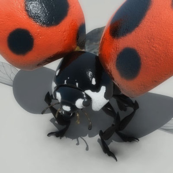 3d ladybug bug