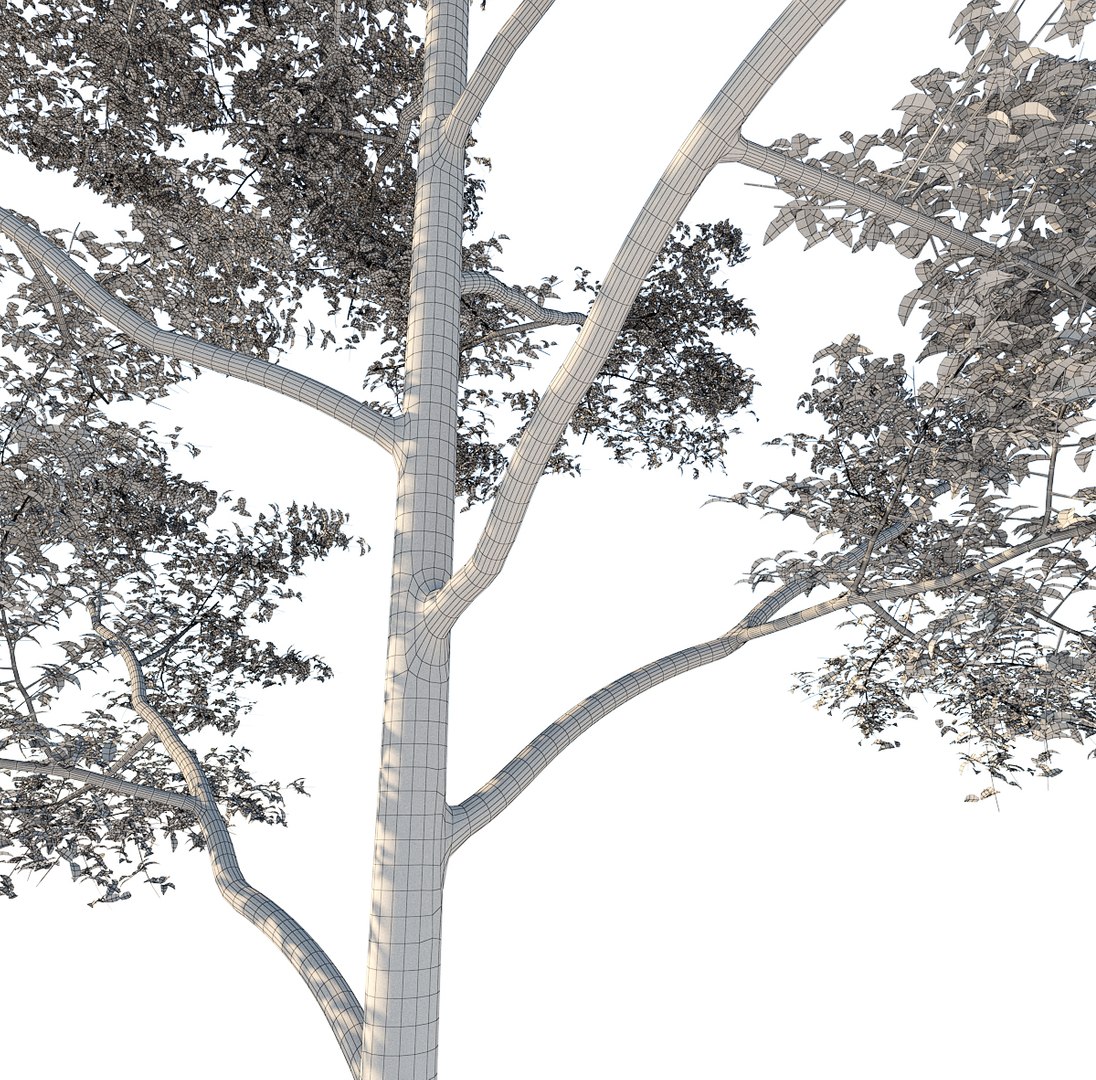 Tree Archviz 3D - TurboSquid 1241513