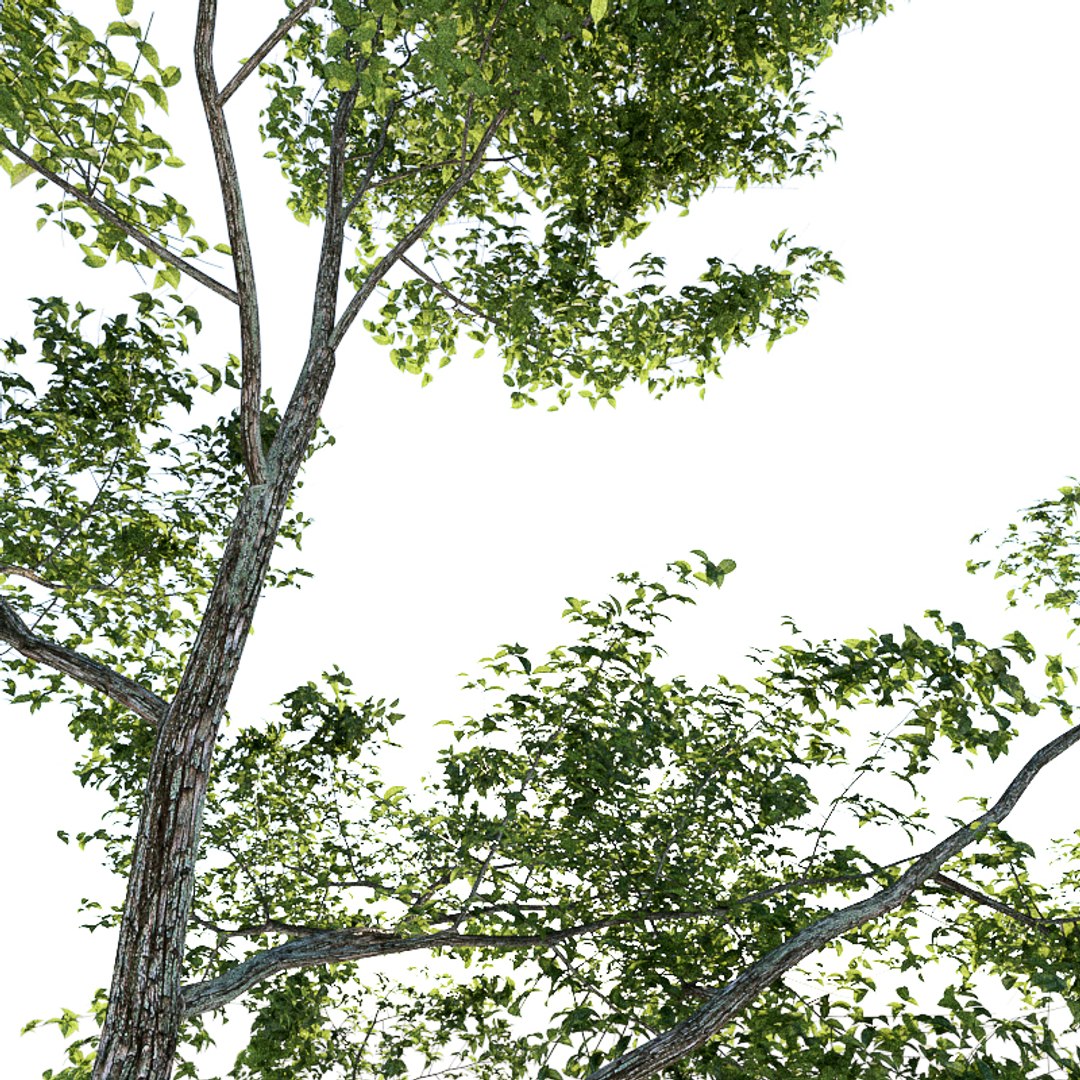 Tree Archviz 3D - TurboSquid 1241513