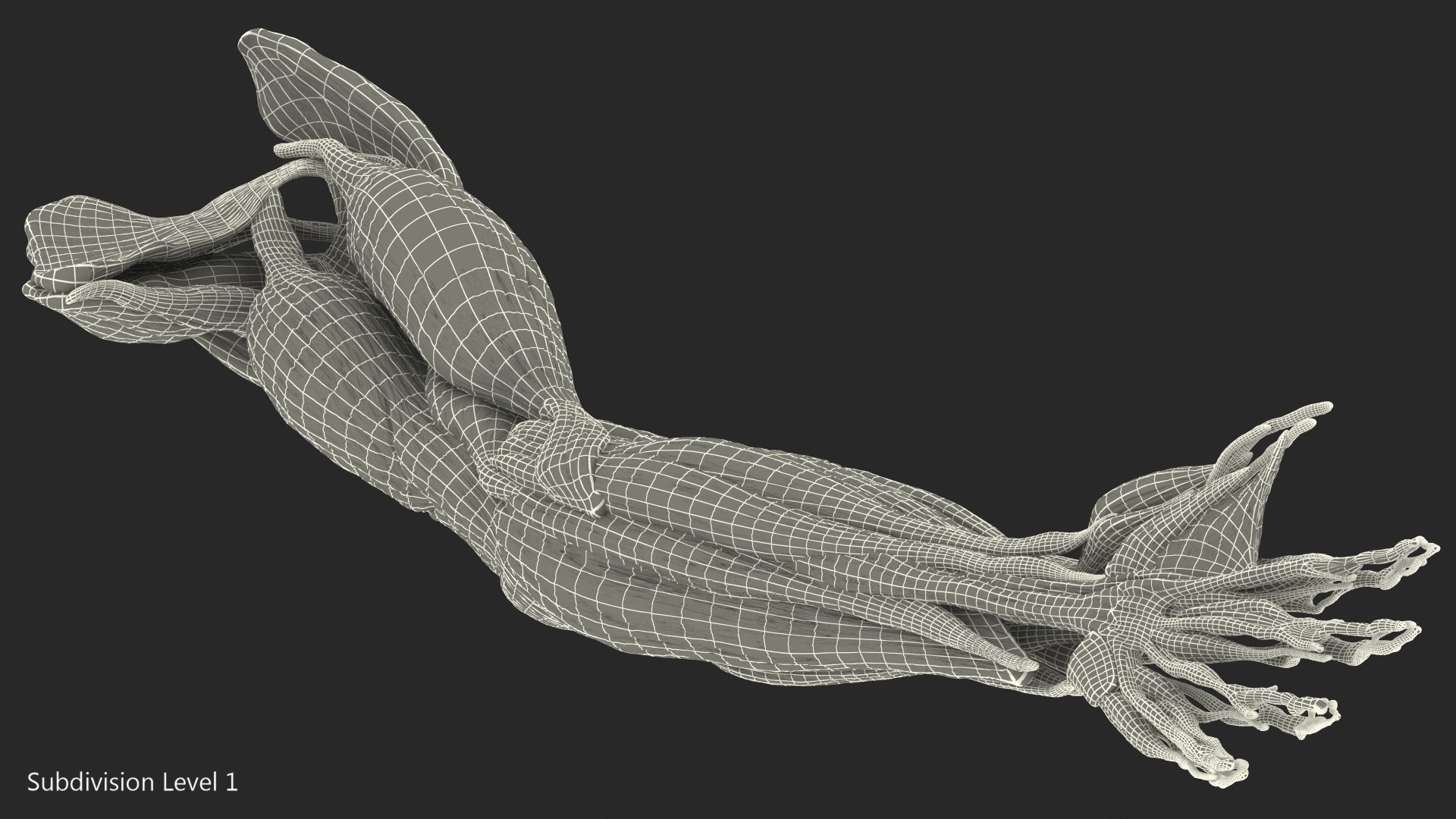 3D male arm muscular - TurboSquid 1466619