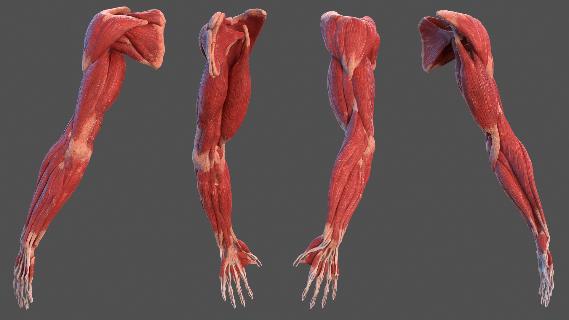 3D Male Arm Muscular - TurboSquid 1466619